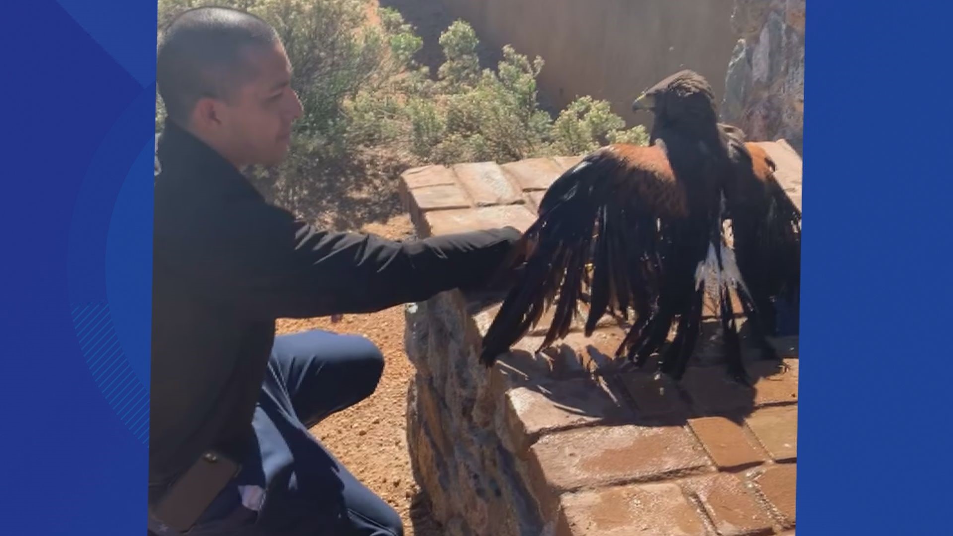 Routine pest control job turns into hawk rescue for Phoenix man ...