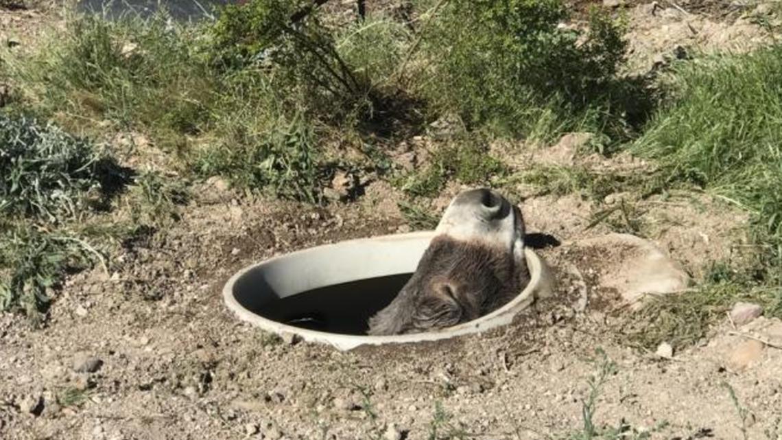 Burro rescued after falling into septic tank at RV park in Arizona ...