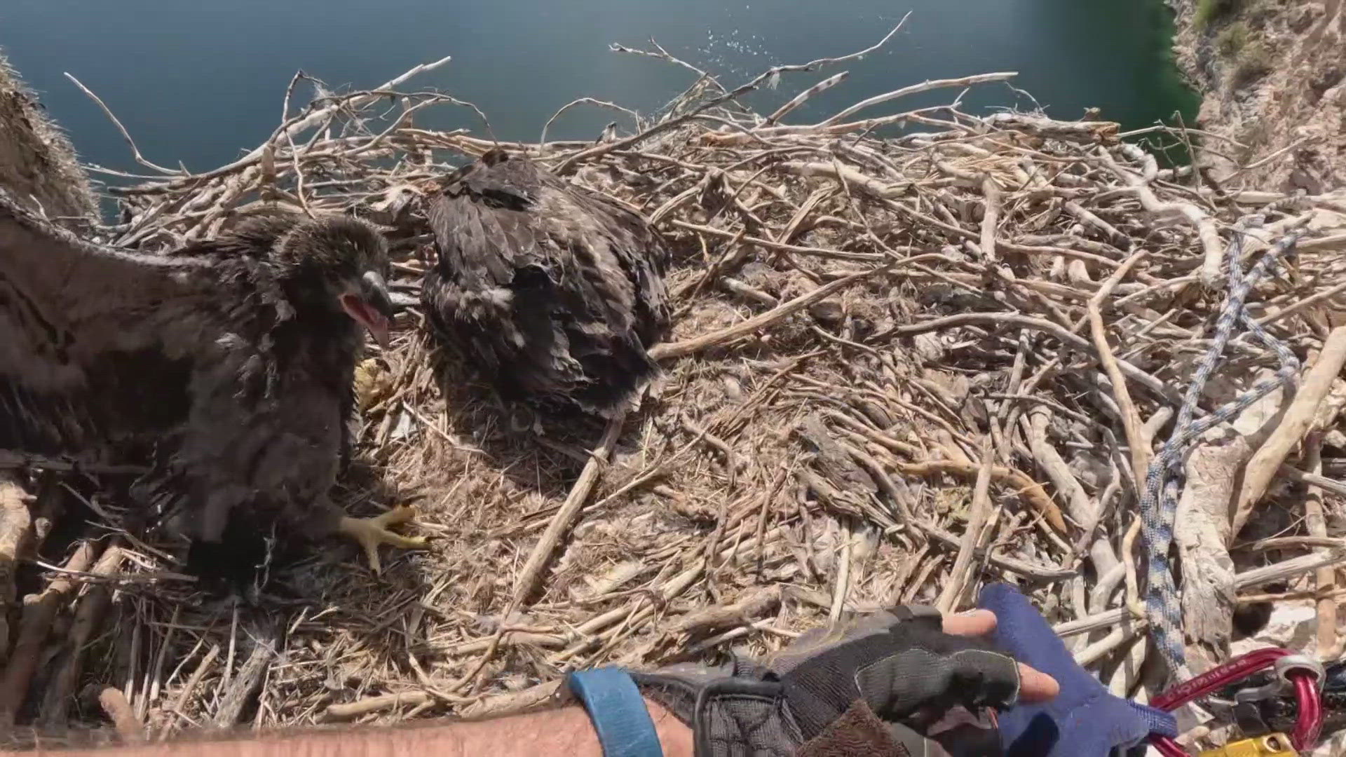 This is what it takes to protect bald eagles in Arizona | 12news.com
