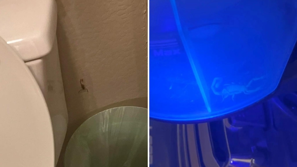 Arizona Reddit user finds a scorpion in bed, another in bathroom ...