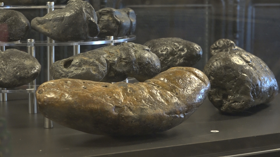 Poozeum showcases the world's largest collection of dino dung | 12news.com