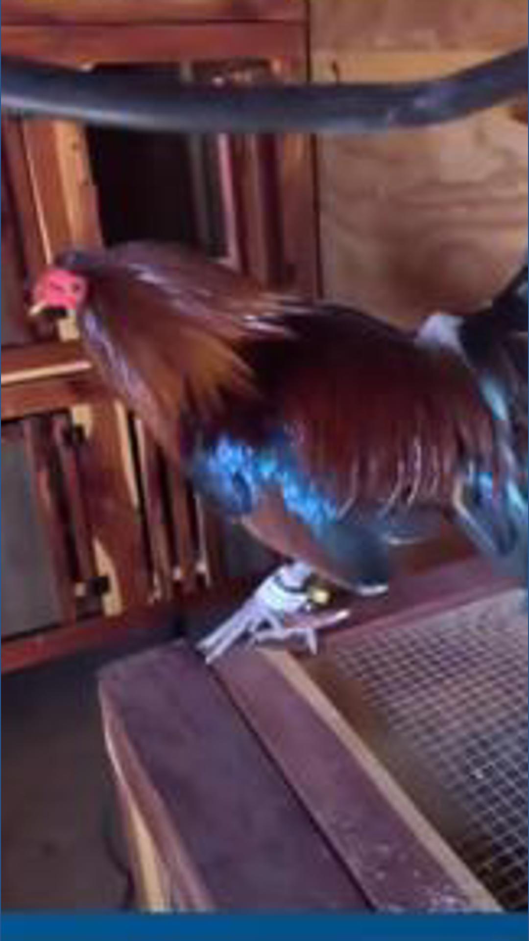 Sheriff: Over 150 roosters found at alleged cockfighting ring in ...