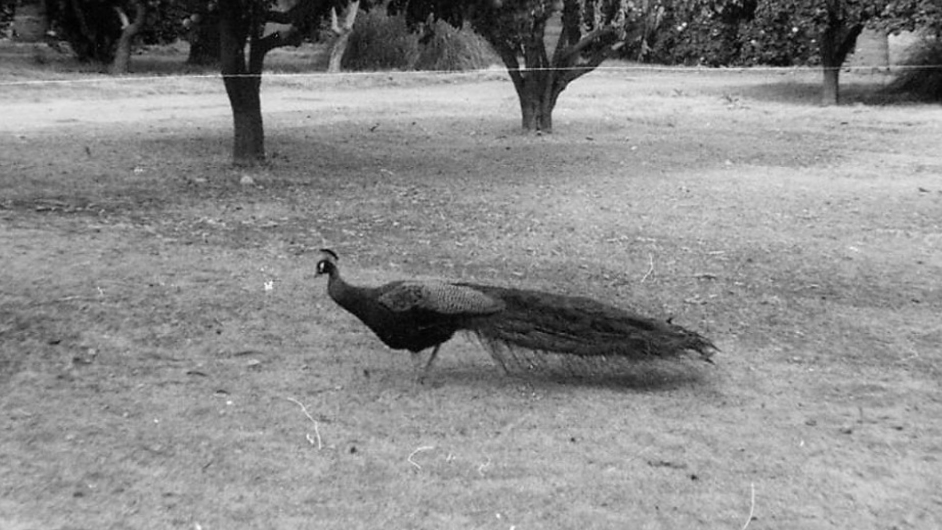 Glendale's peacocks have a long, strange history | 12news.com