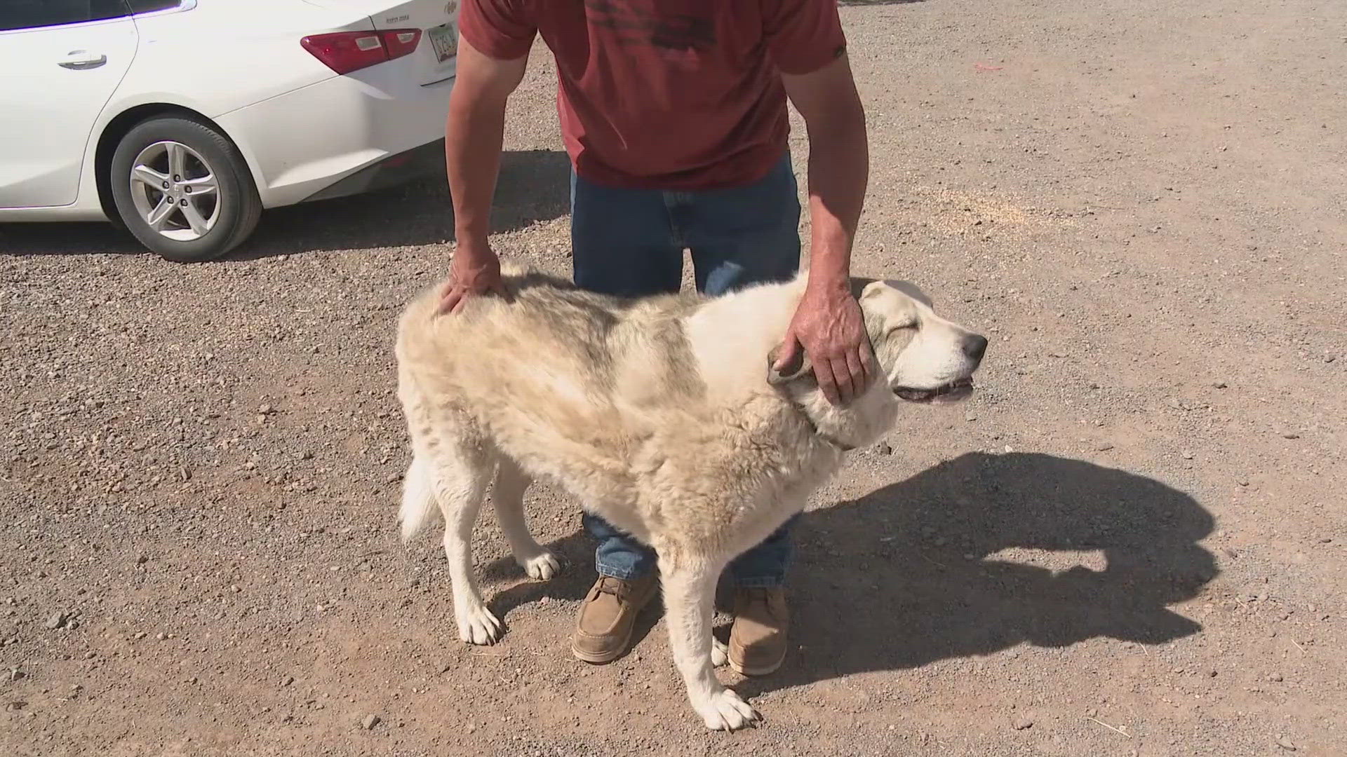 Toddler missing in Arizona led to safety by ranch dog | 12news.com