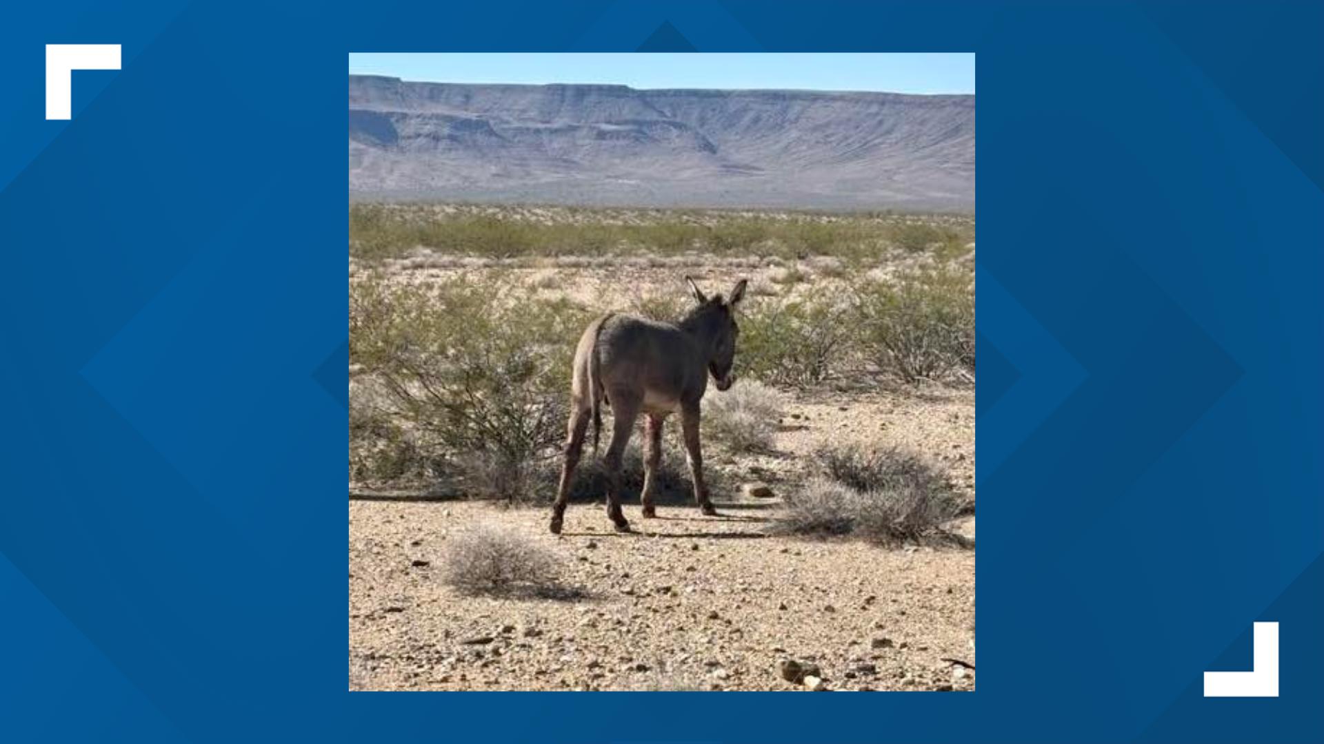 Burro becomes trapped in cattle guard before getting rescued in Arizona ...
