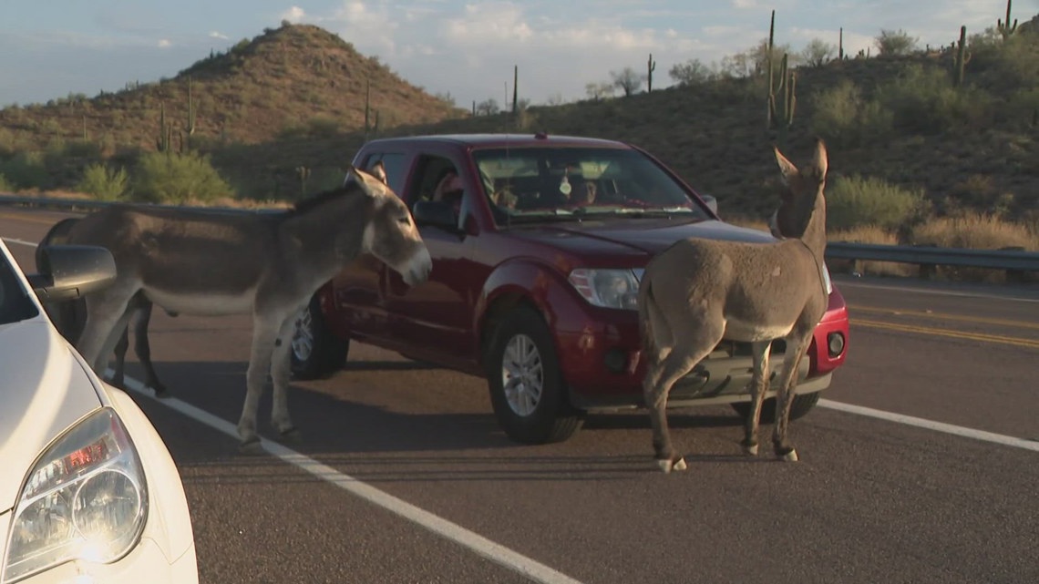 1,500 wild burros will be removed from Lake Pleasant area starting ...