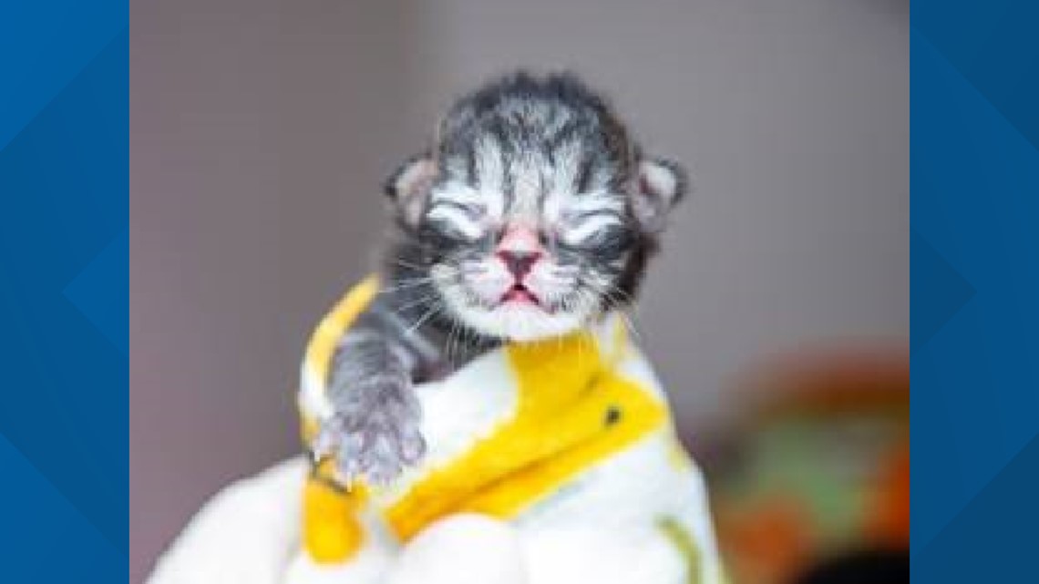 Arizona Humane Society needs volunteers to foster kittens | 12news.com