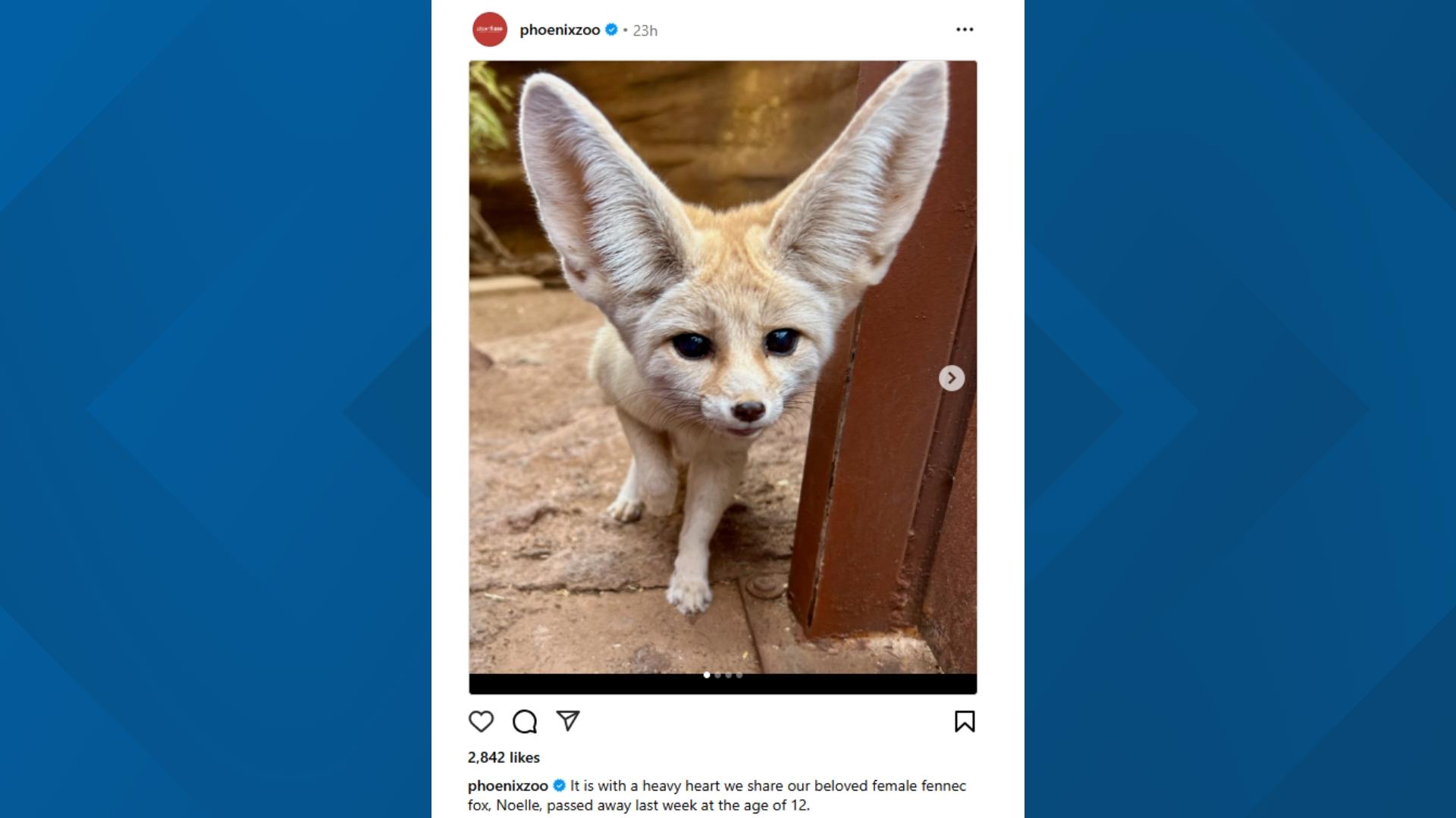 Beloved fennec fox died, Phoenix Zoo says in social media post | 12news.com