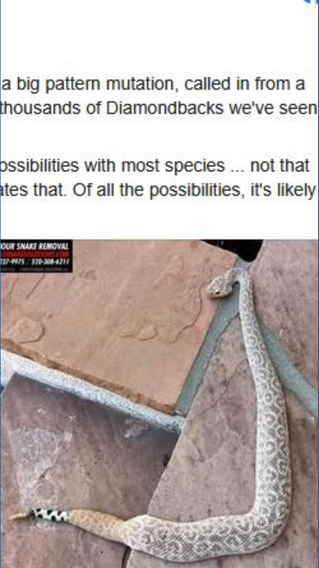 Rattlesnake with 'mutated' pattern found in Arizona backyard | 12news.com