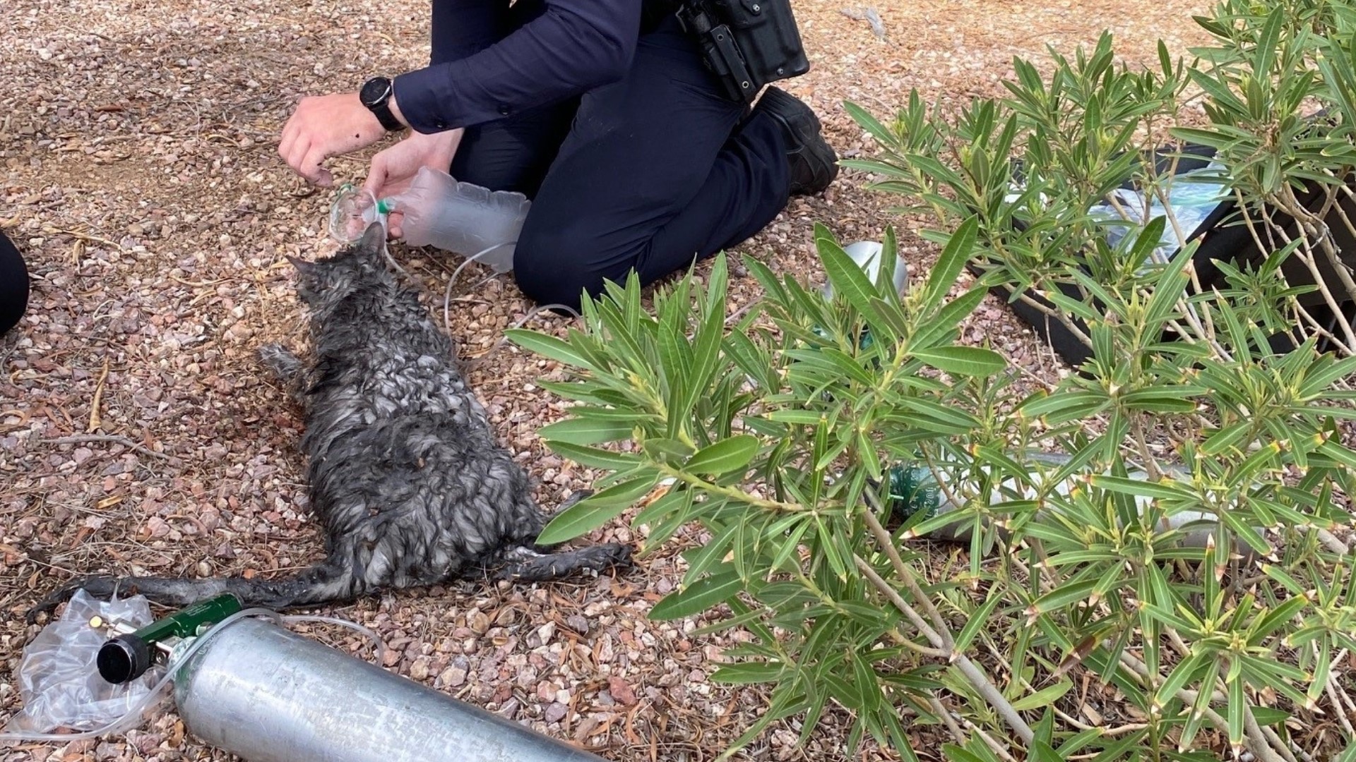 Cats saved from Phoenix house fire | 12news.com