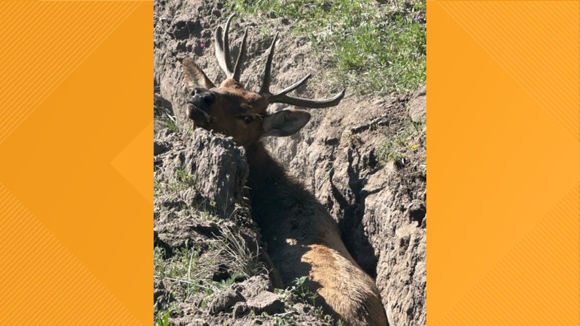 Raghorn bull elk stuck in 6-foot hole saved near Alpine, Arizona ...