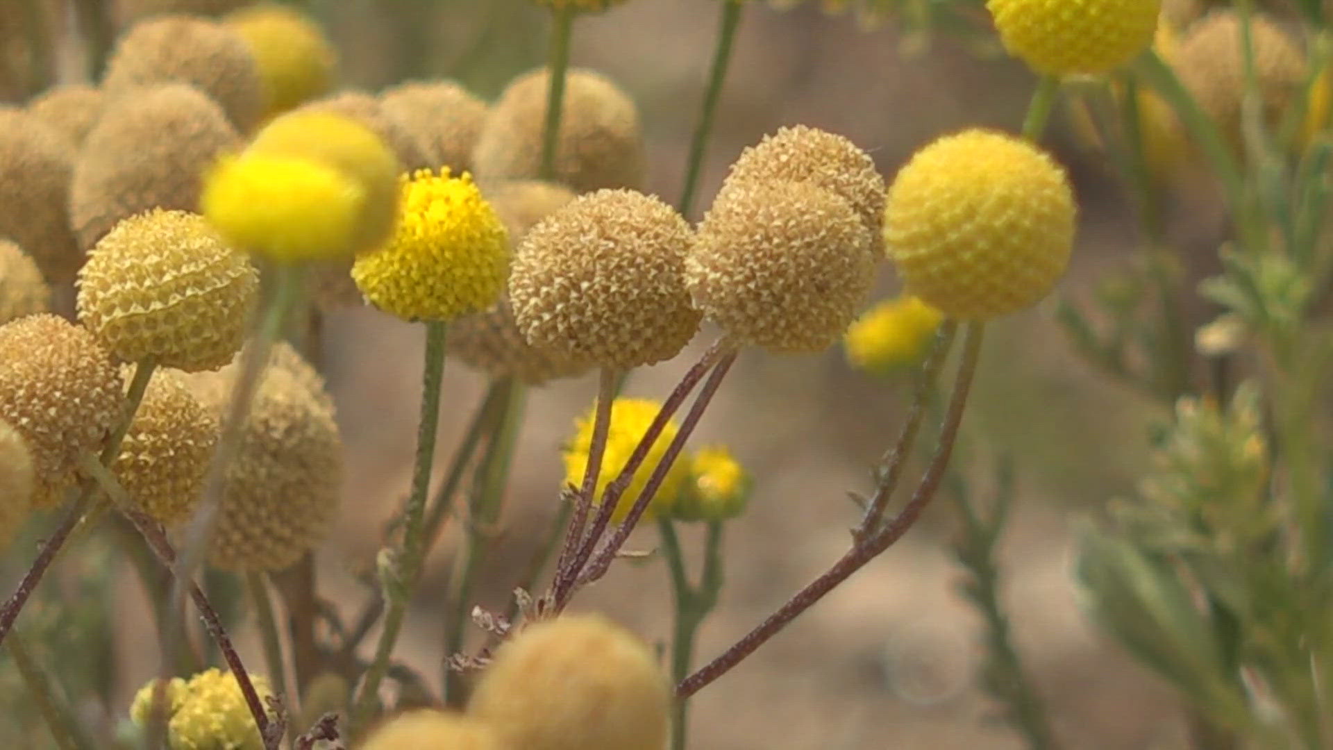 Valley residents urged to remove this invasive plant | 12news.com