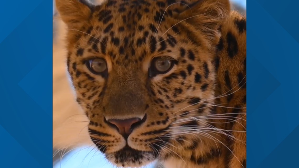 Phoenix zoo welcomes new, endangered leopard | 12news.com