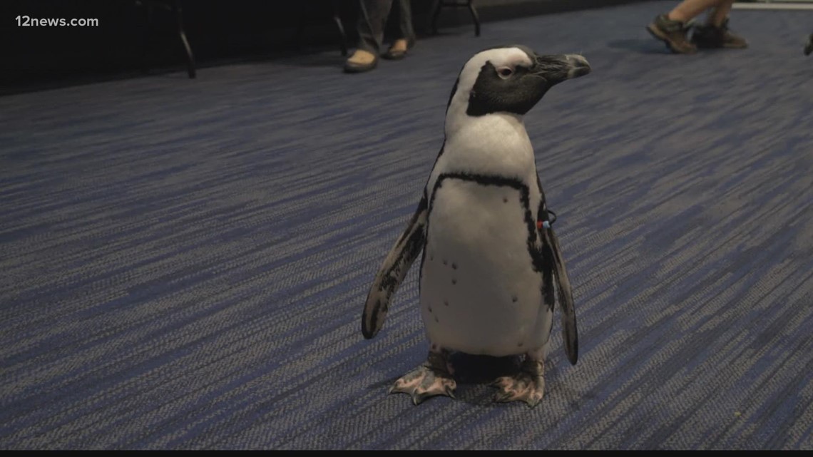 Therapy penguin at Odysea Aquarium helping teach kid patients to ...