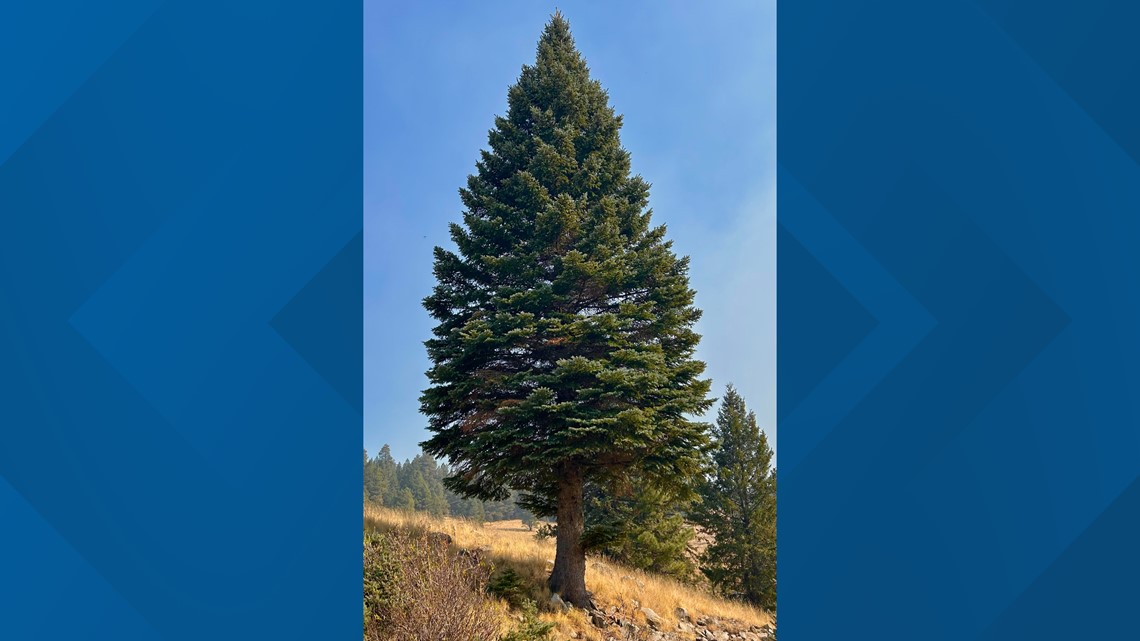 Arizona State Capitol building's Christmas tree delivered | 12news.com