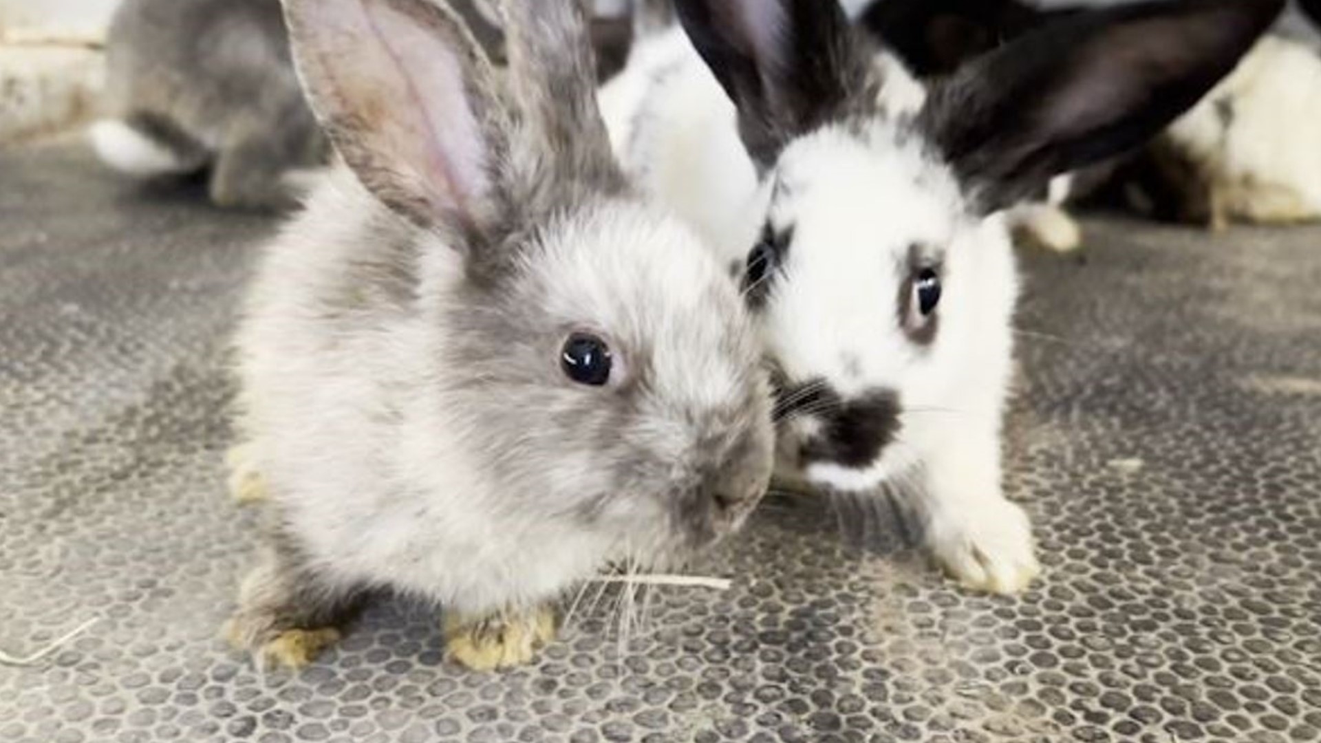 More than 100 rabbits need new Valley homes after rescue | 12news.com
