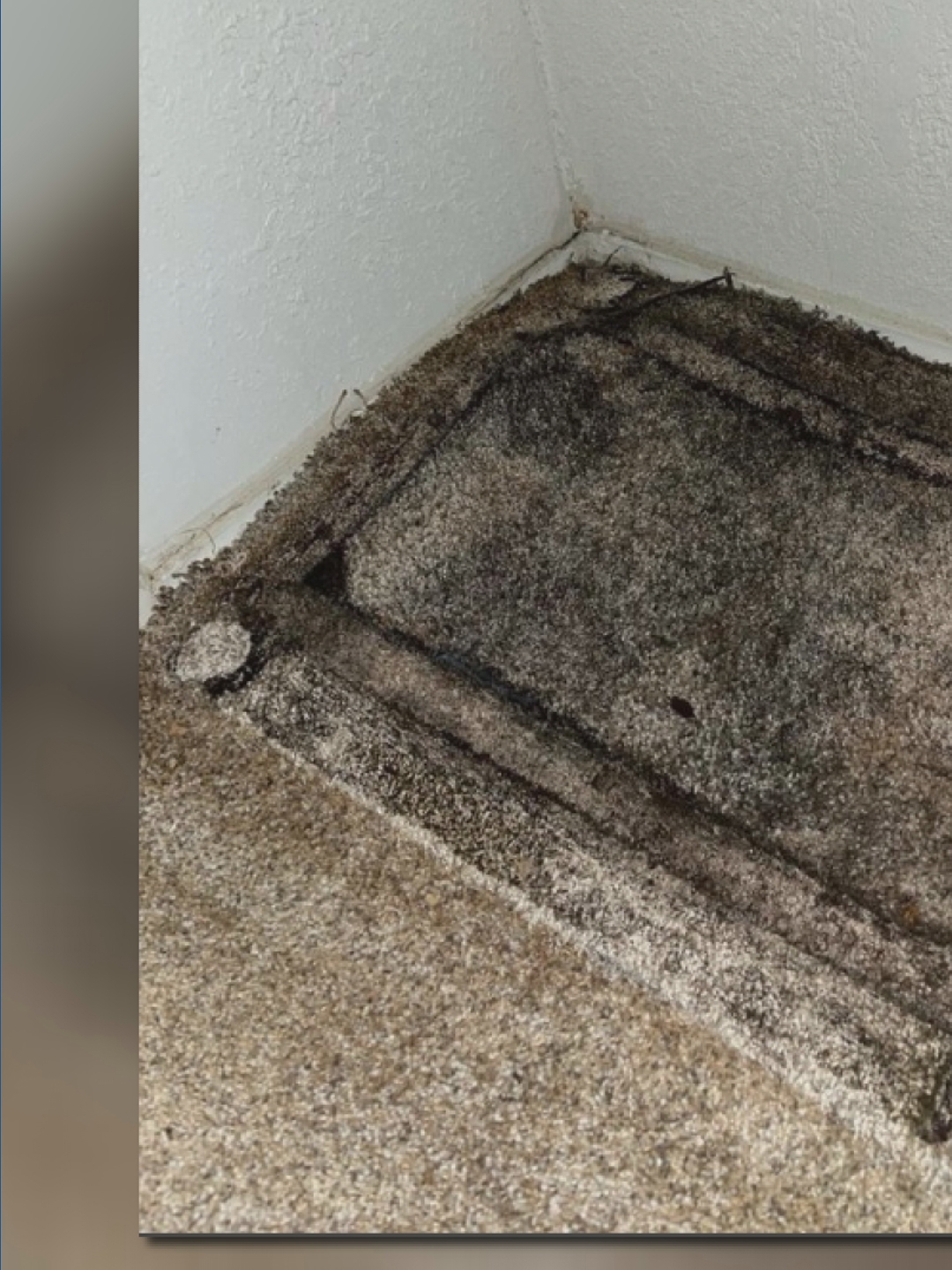 Arizona renter fined for bad review | 12news.com