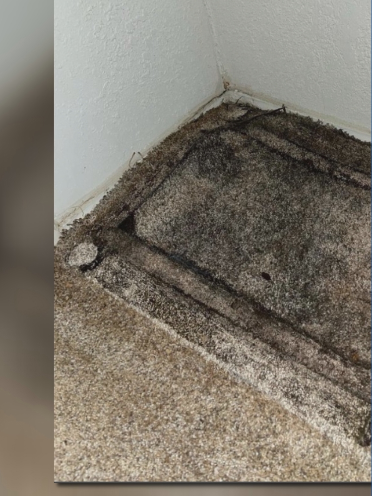 Arizona renter fined for bad review | 12news.com