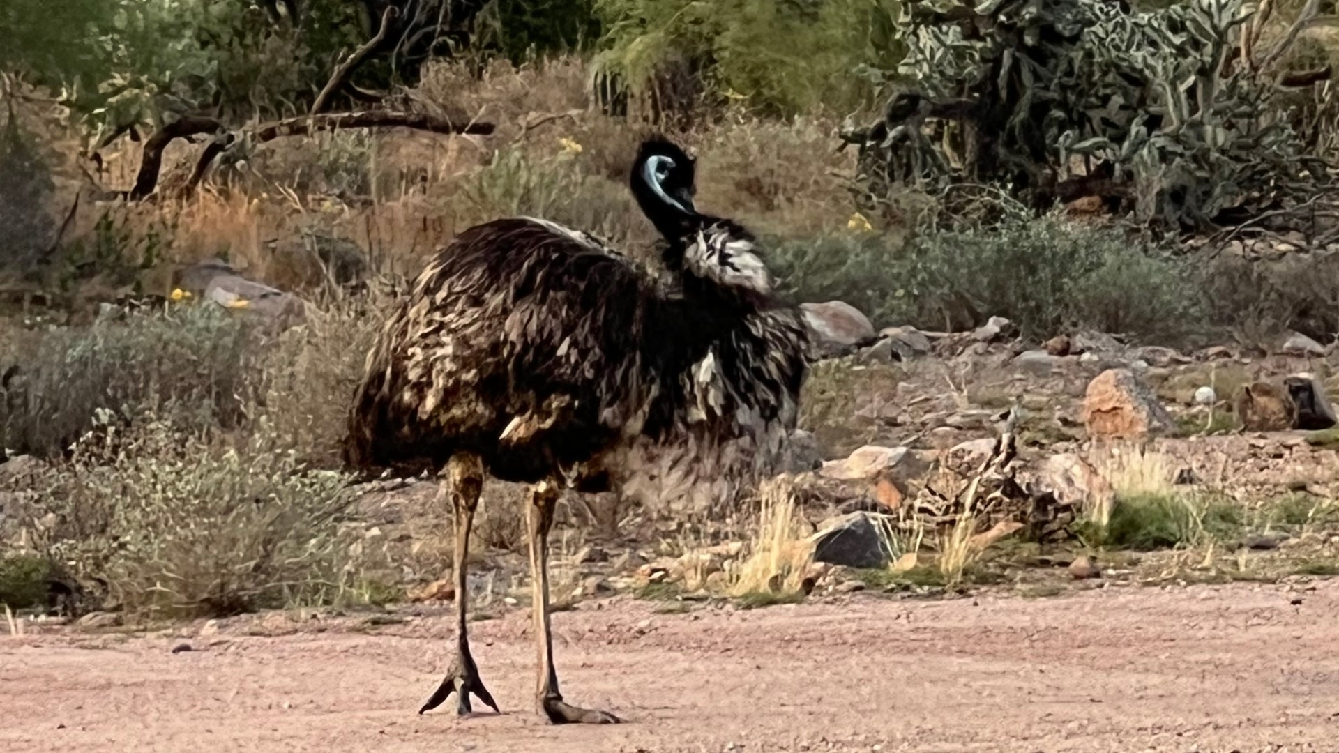 Emu escapes in Mesa, dies when deputies try to wrangle her | 12news.com
