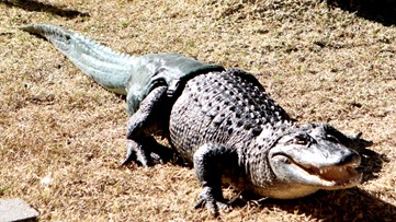 Arizona's tailless alligator with prosthetic tail passes away | 12news.com