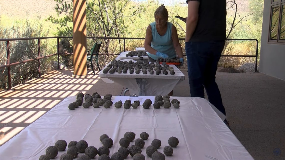 Planting the desert: how seed balls are helping local parks | 12news.com