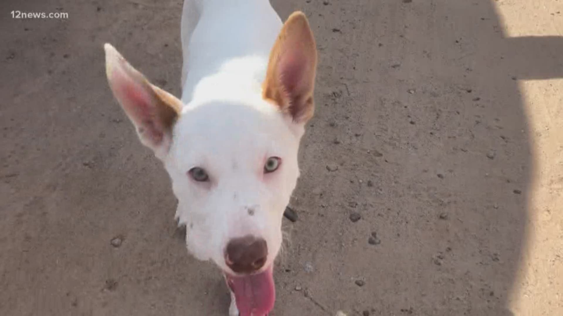 What Happens If You Abandon A Dog