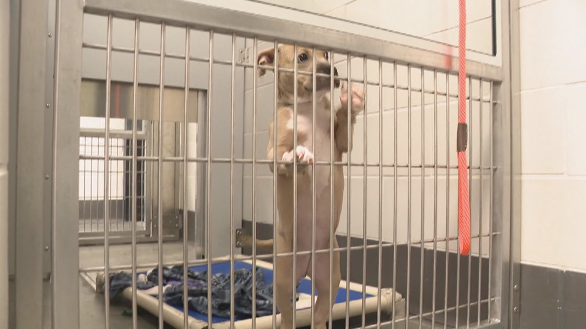 Deadly dog virus is spreading across Arizona. Veterinarians say it's ...