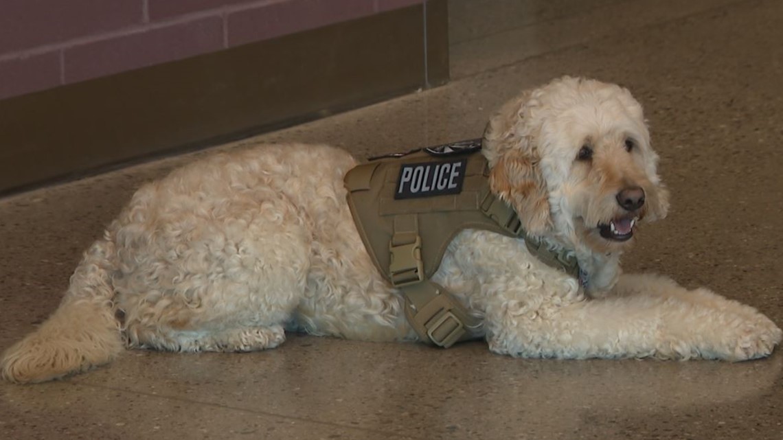 Gilbert police introduce new therapy dog named Finley | 12news.com