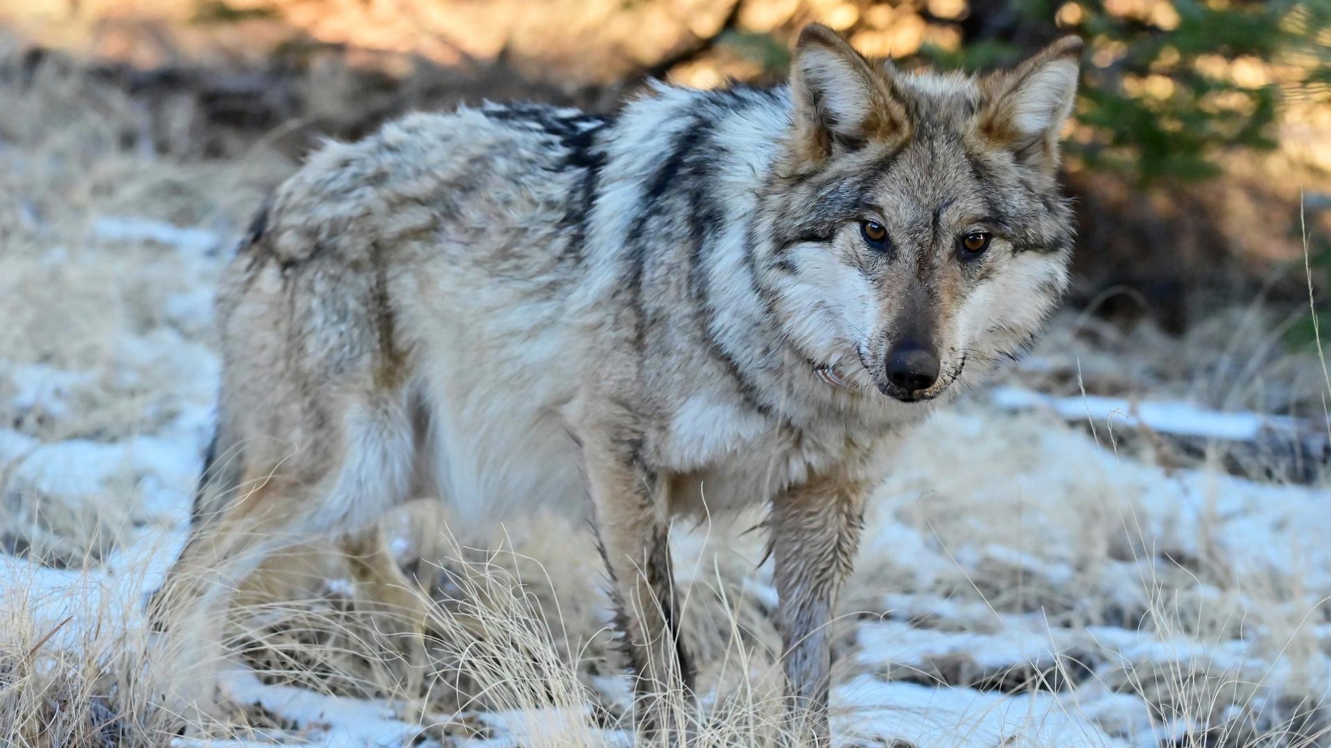 Mexican gray wolf recovery program marks 9th year of growth in 2024 ...