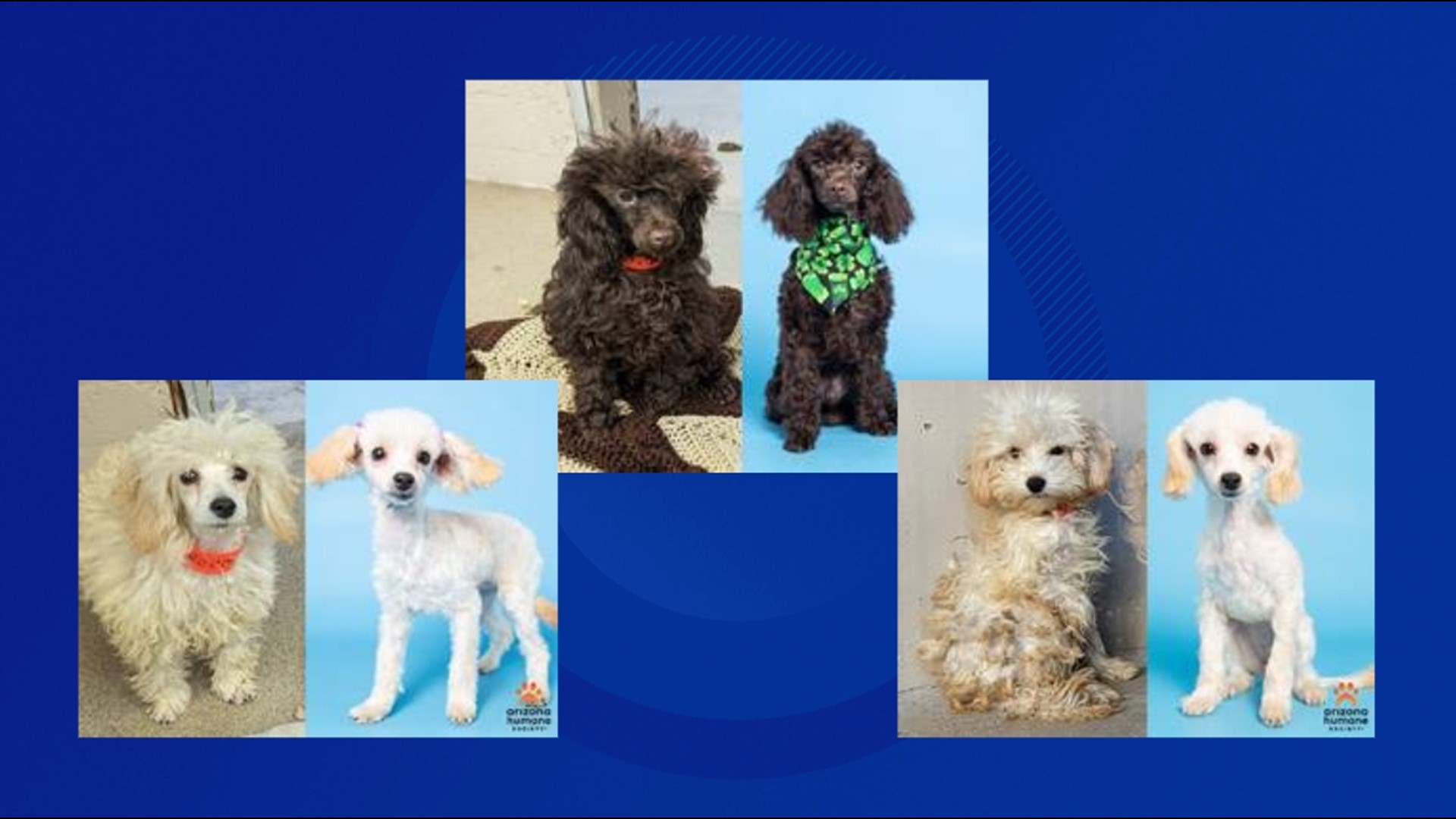 3 poodles saved from Phoenix house fire are ready to be adopted ...