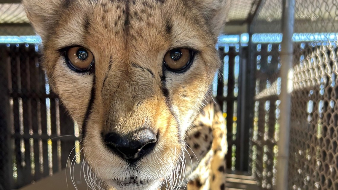 Beau the Phoenix Zoo cheetah dead at 10 years old | 12news.com