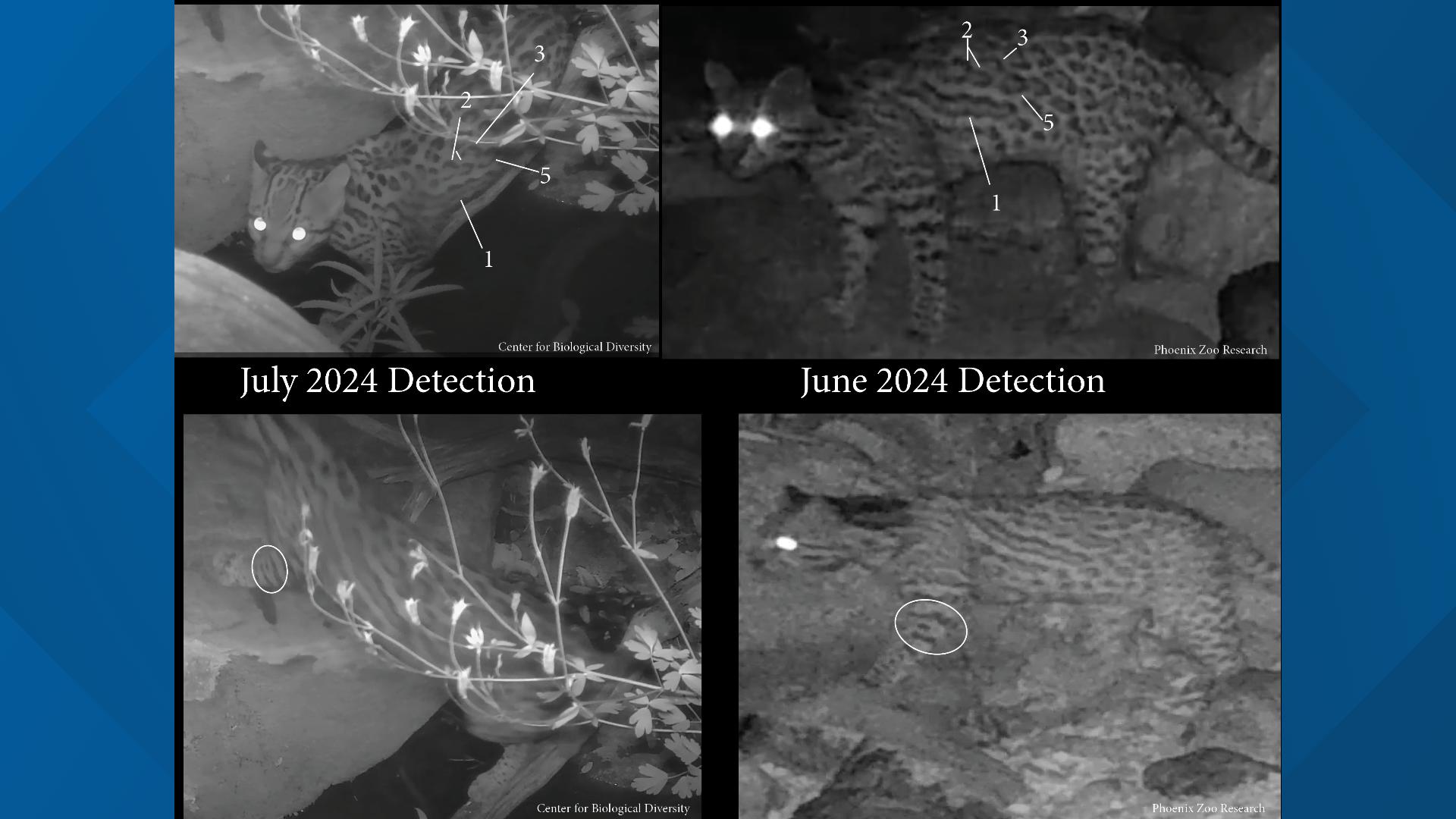 Rare wild ocelot makes reappearance in southern Arizona | 12news.com