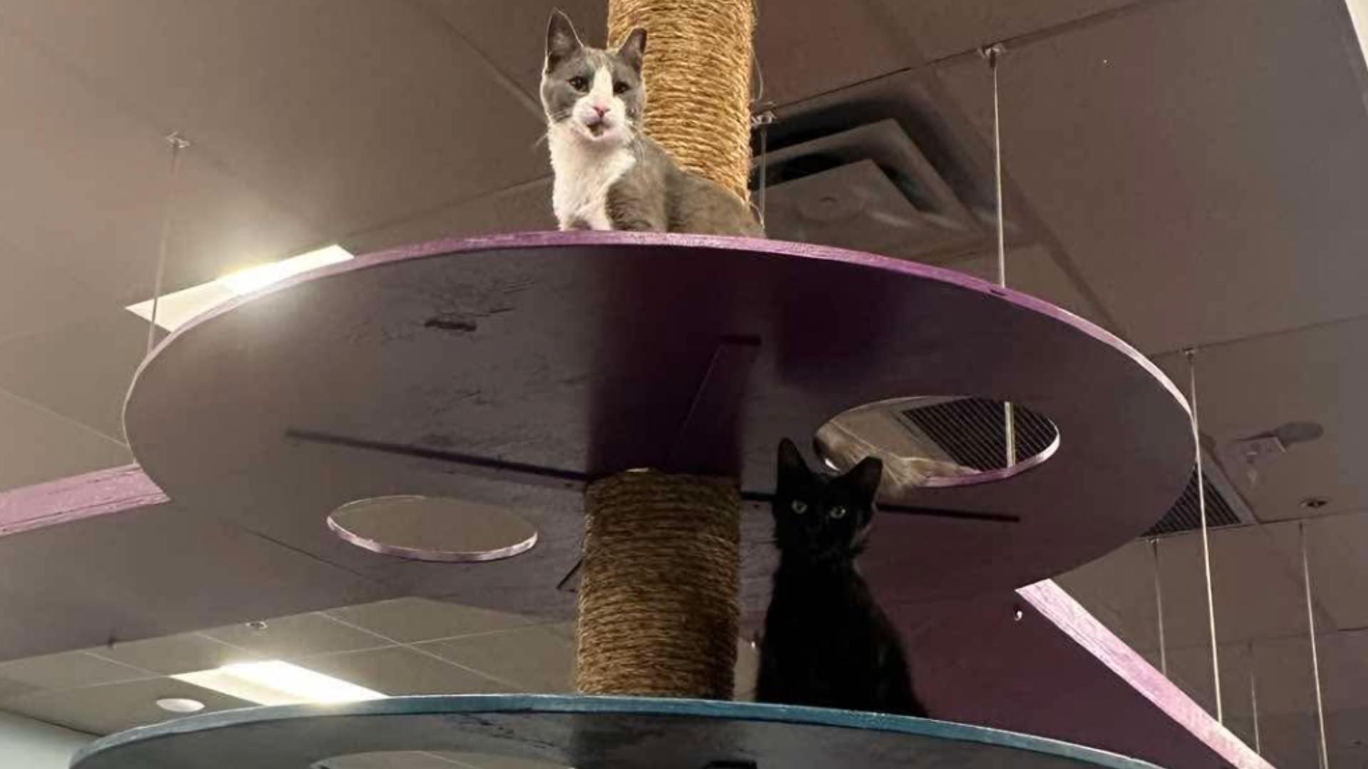 PHX Cat Cafe expands with new north Phoenix location, aims to double ...