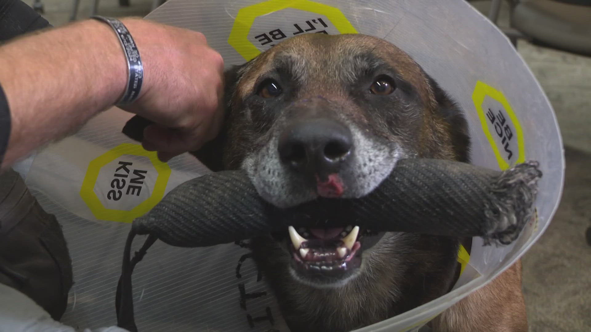 Scottsdale police K9 recovering after being shot in line of duty ...