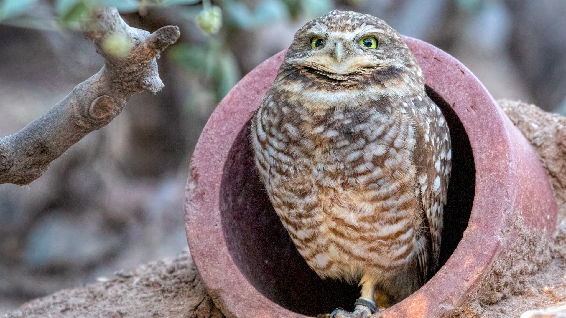Here are seven Superb Owls ahead of the Super Bowl | 12news.com