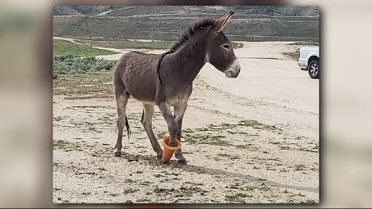 Burro in California gets orange cone stuck on hoof | 12news.com