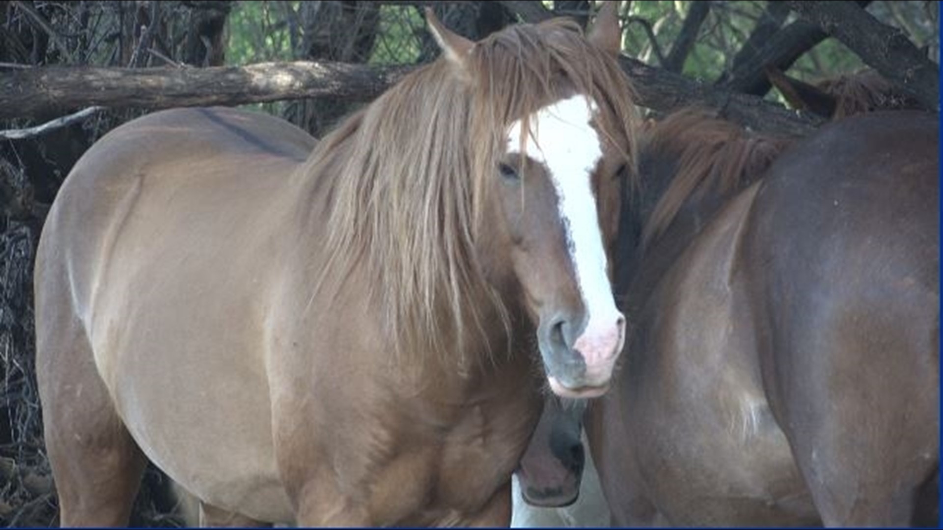 The BLM will host three wild horse and burro events | 12news.com