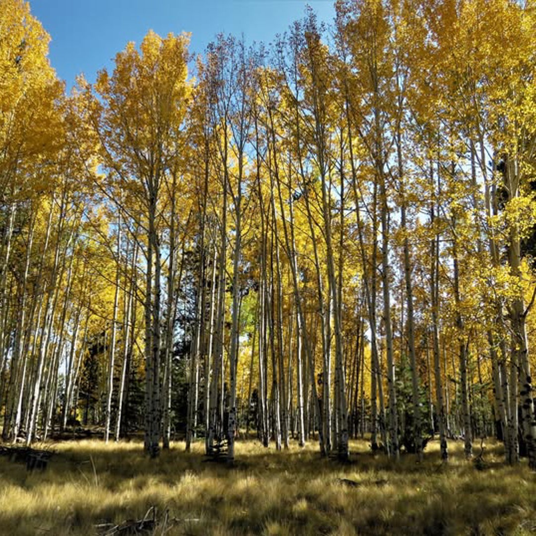Discover Arizona's stunning fall foliage drives | 12news.com