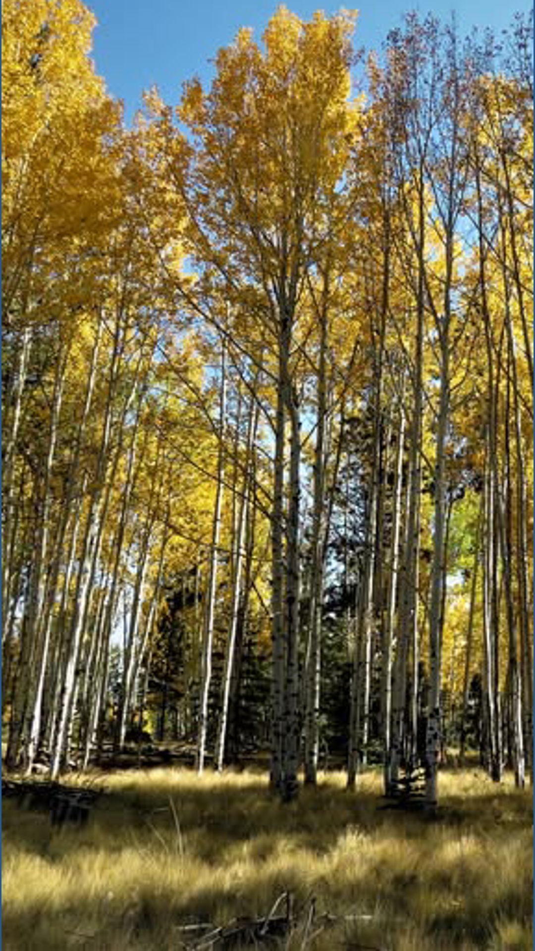 Discover Arizona's stunning fall foliage drives | 12news.com