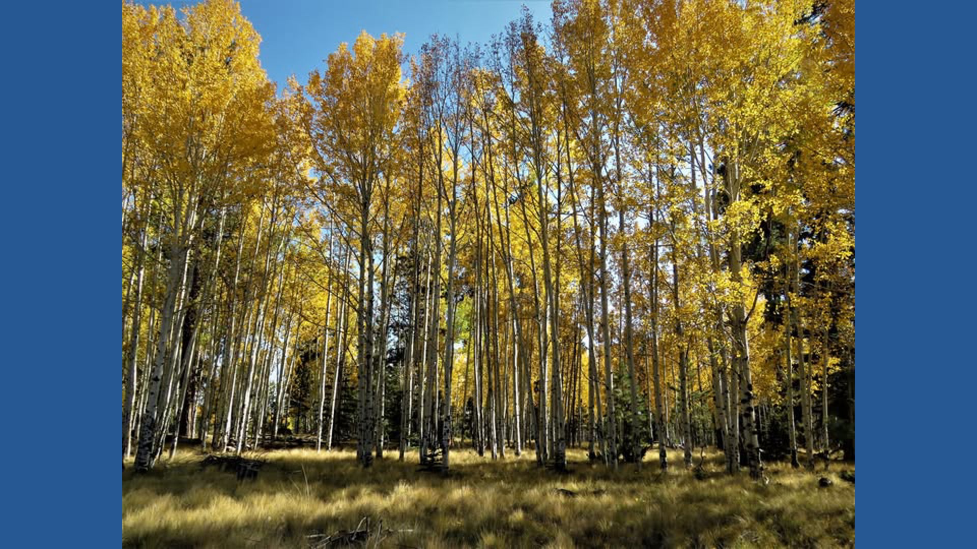 Discover Arizona's stunning fall foliage drives | 12news.com