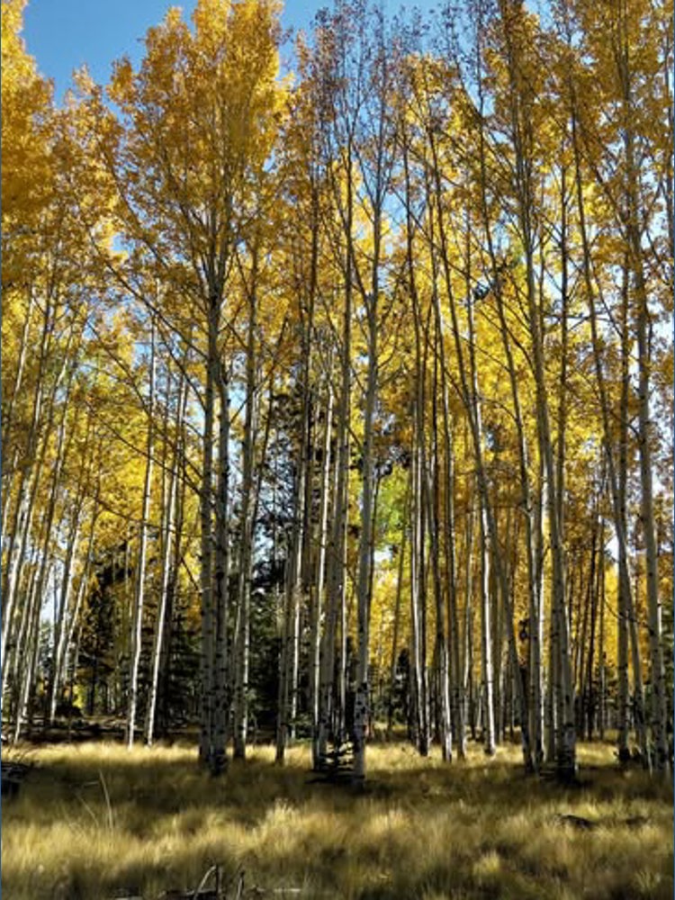 Discover Arizona's stunning fall foliage drives | 12news.com