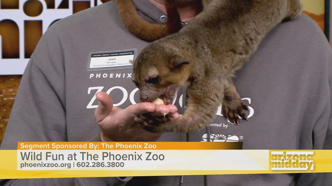 Meet Phoenix Zoo animal ambassador Pippin | 12news.com