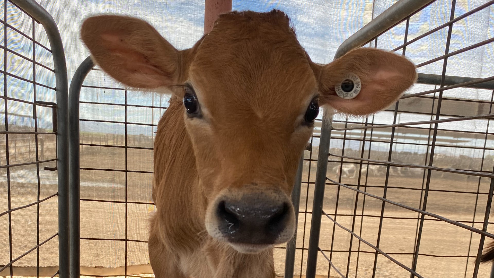 Meet Today in AZ's official cow: Evie the diva! | 12news.com