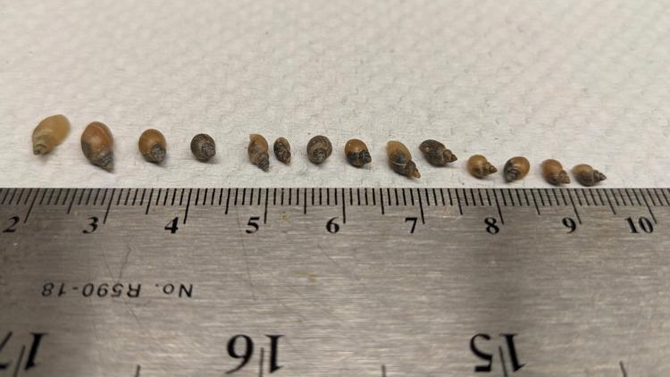 New Colorado River parasite can be fatal for dogs | 12news.com