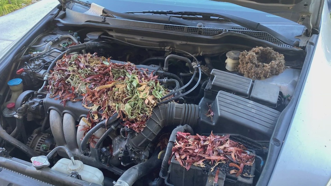 Unwanted passengers: Are rodents making nests in your car? | 12news.com