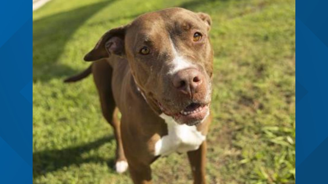 Pit bull adoption special at Arizona Humane Society | 12news.com