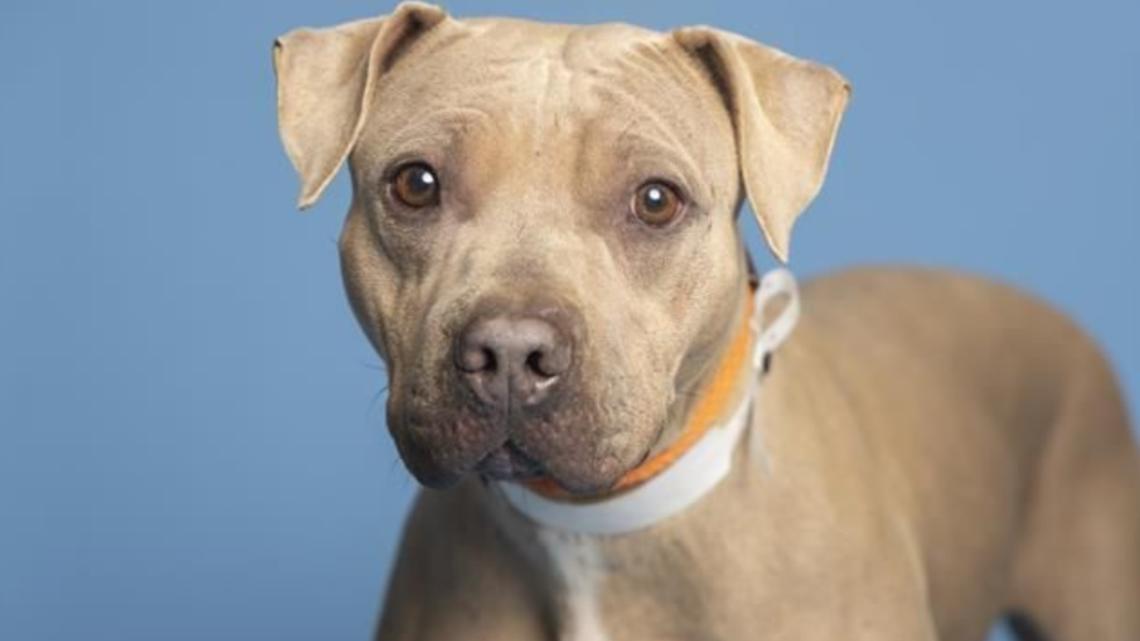 Injured dog rescued on Phoenix mountain up for adoption | 12news.com