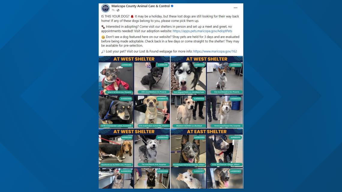 Lost dogs already turned into Maricopa County Animal Care | 12news.com
