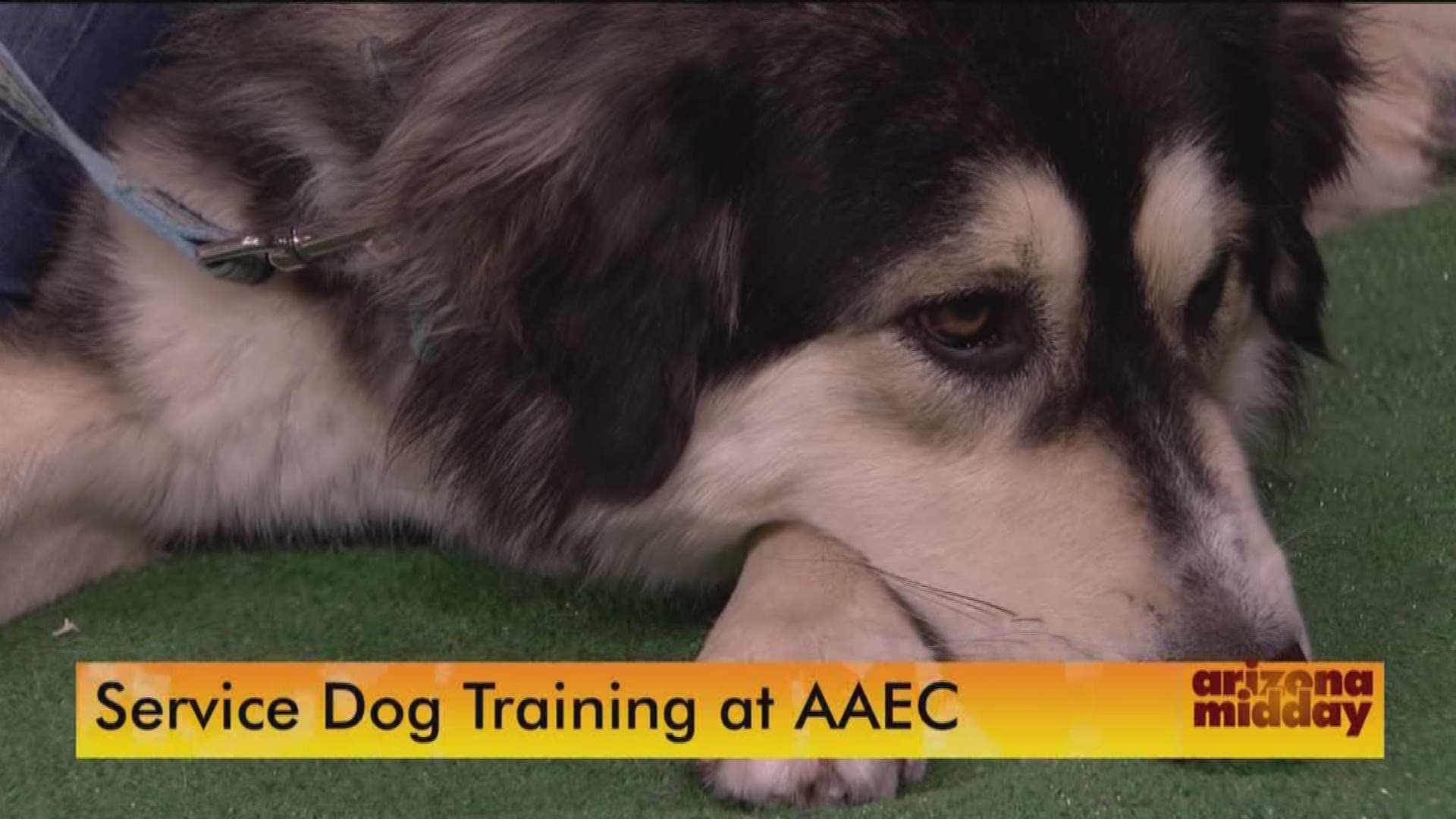 Can I Bring My Service Dog In Training To School