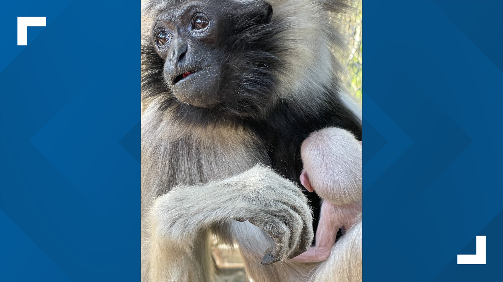 New baby monkey welcomed at Wildlife World Zoo | 12news.com